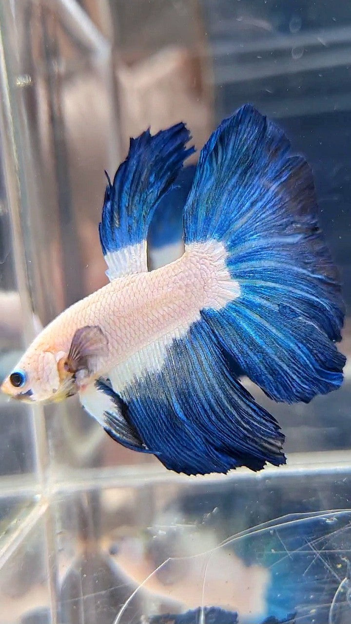 HALFMOON BLUE RIM BICOLOR BETTA FISH Rare Betta Fish Store halfmoon-blue-rim-bicolor-betta-fish-rare-betta-fish-store
