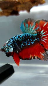 RARE BETTA FISH STORE – Rare Betta Fish Store