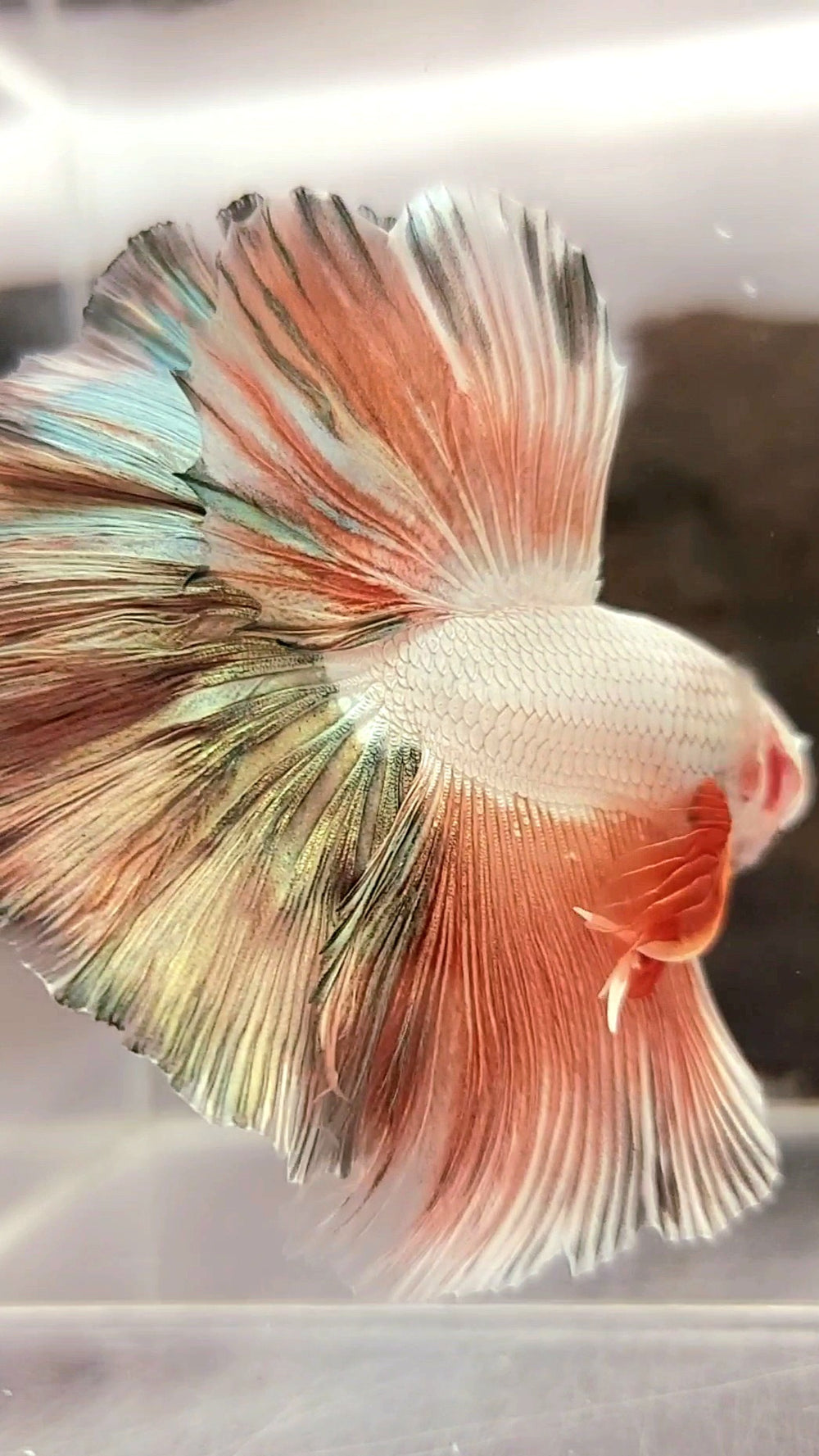 RARE BETTA FISH STORE – Rare Betta Fish Store