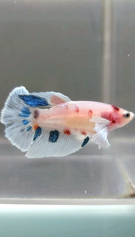 RARE BETTA FISH STORE – Rare Betta Fish Store
