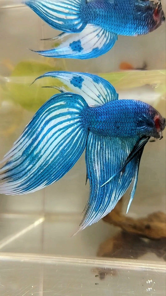 RARE BETTA FISH STORE – Rare Betta Fish Store