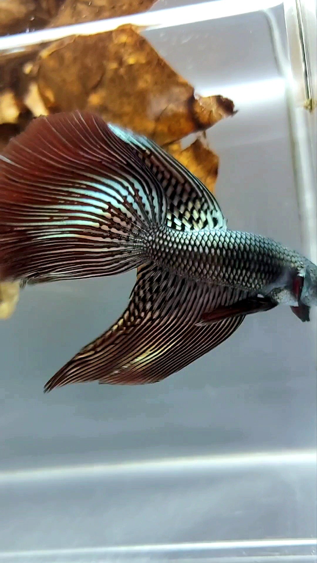 XL LONGFIN DELTA TAIL ALIEN COPPER WILD BETTA HYBRID SUPER PREMIUM RAR ...