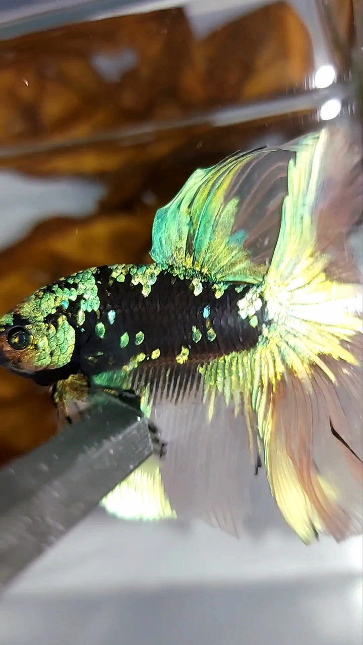 Products – Rare Betta Fish Store