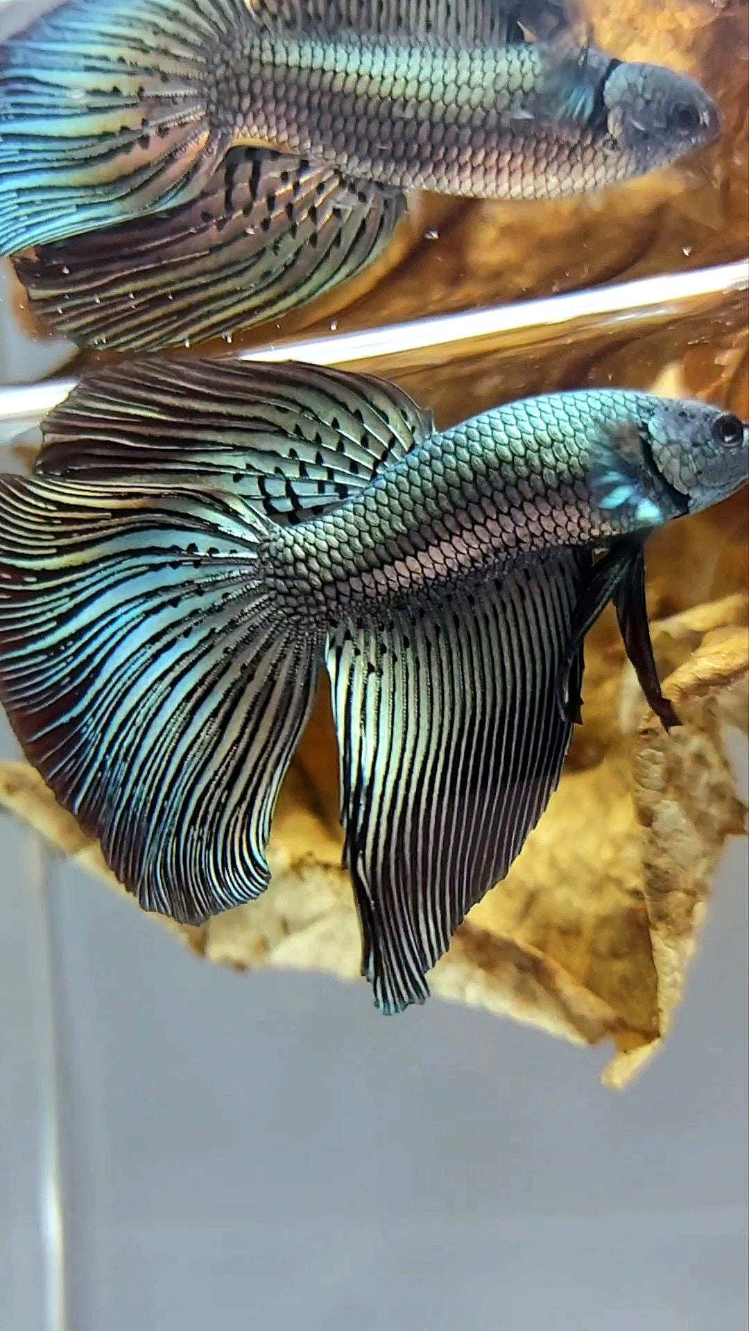 XL LONGFIN DELTA ALIEN COPPER WILD BETTA HYBRID SUPER PREMIUM RARE BET ...
