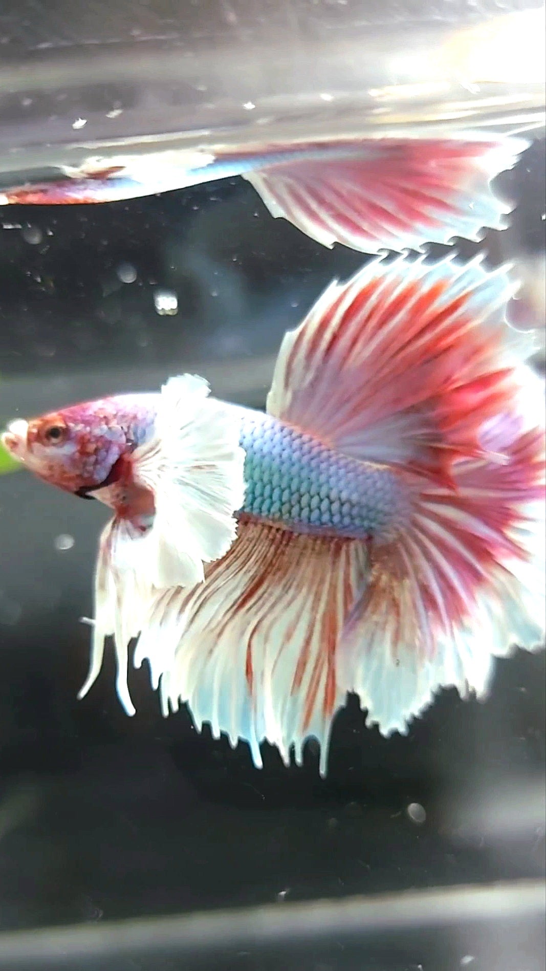 HALFMOON SUPER DUMBO EAR LAVENDER UNICORN BETTA FISH – Rare Betta Fish ...