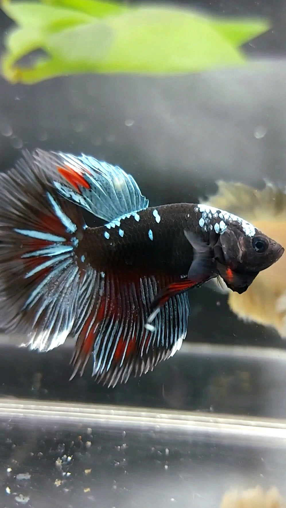 HALFMOON BLACK GALAXY BLUE AVATAR BETTA FISH – Rare Betta Fish Store