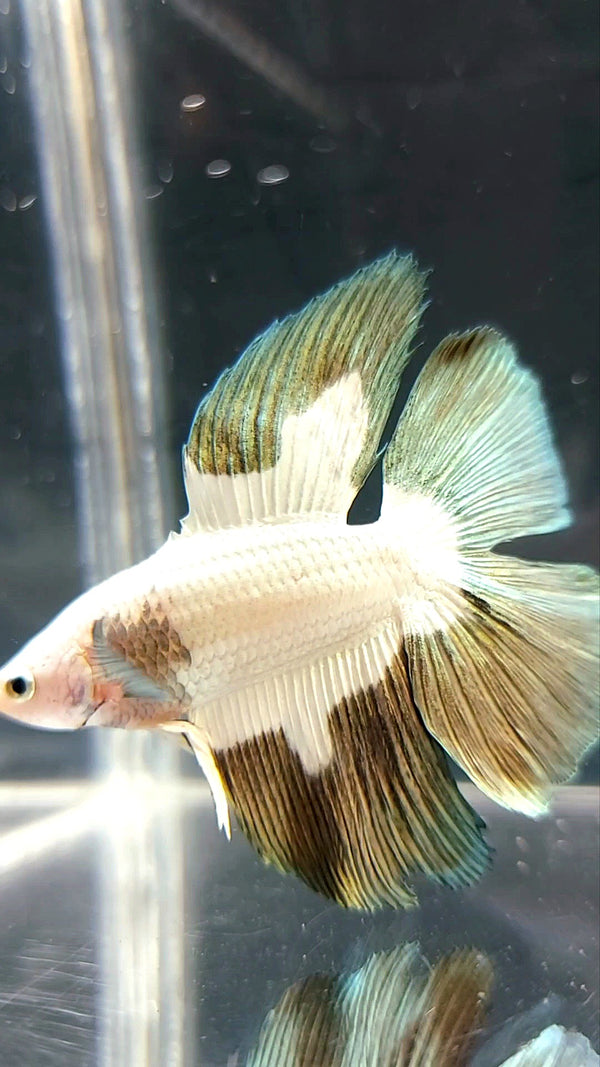 HALFMOON DOUBLE TAIL COPPER RIM BETTA FISH – Rare Betta Fish Store