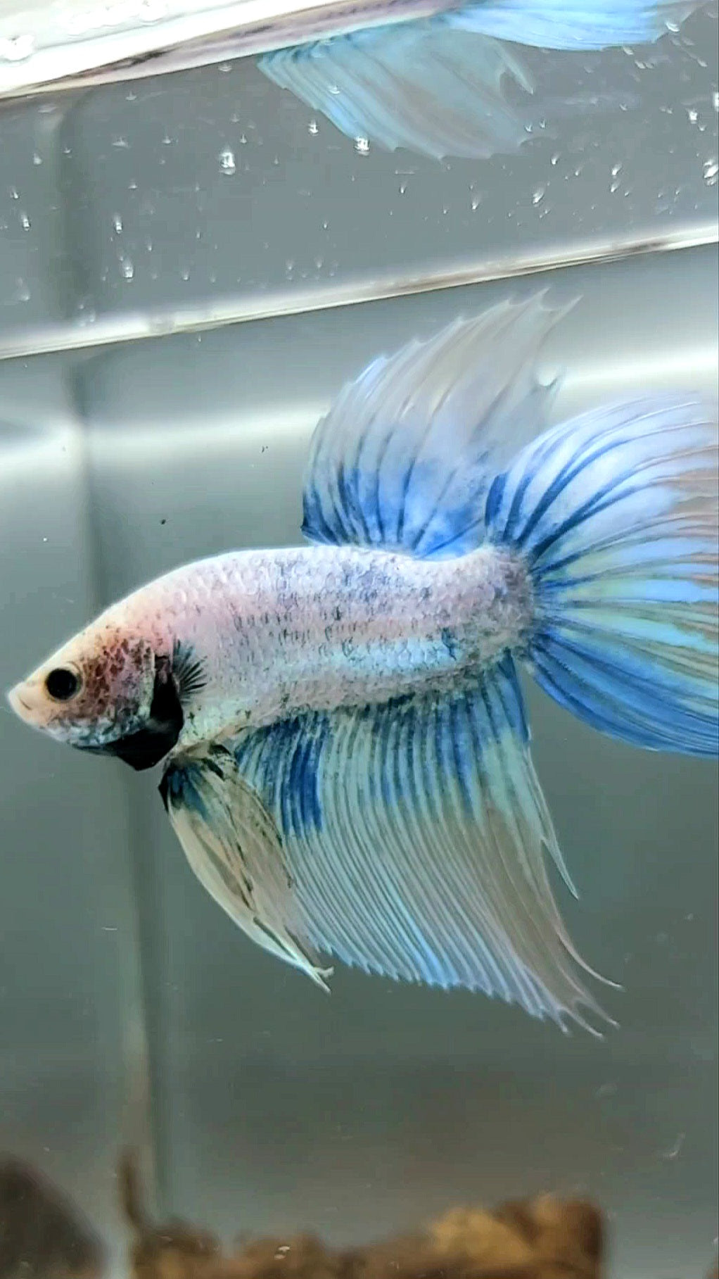 VEILTAIL BLUE GRIZZLE BETTA FISH – Rare Betta Fish Store