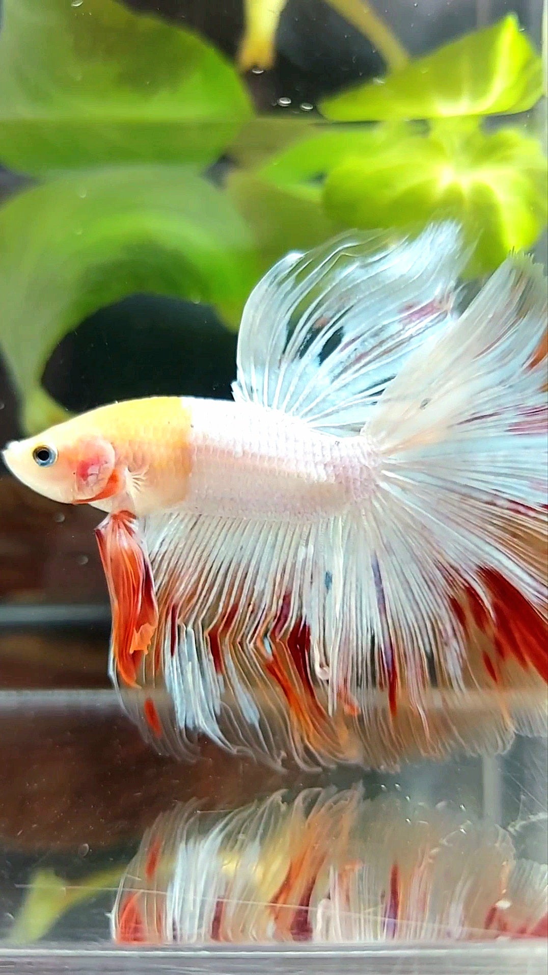HALFMOON OVERTAIL ROSETAIL BAREFACE UNIQUE WHITE ARMAGEDDON PREMIUM BE ...