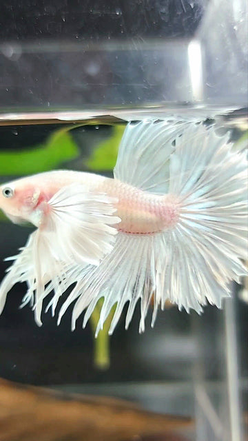 RARE BETTA FISH STORE – Rare Betta Fish Store