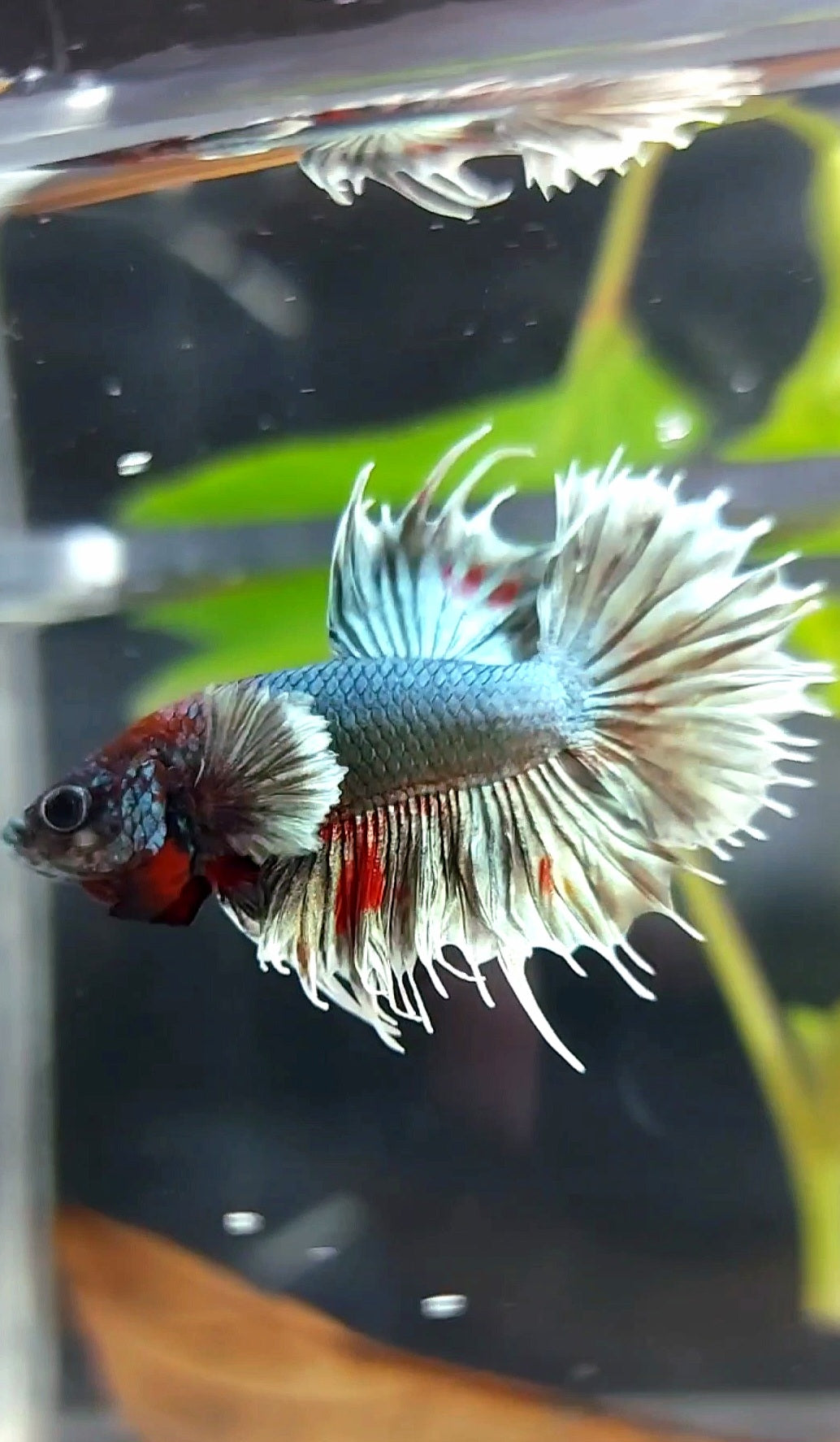 CROWNTAIL DUMBO EAR COPPER ARMY BETTA FISH – Rare Betta Fish Store