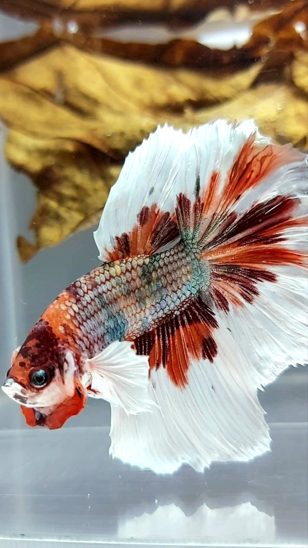 HALFMOON DUMBO EAR ROSETAIL NEMO COPPER MULTICOLOR BUTTERFLY SUPER RAR ...