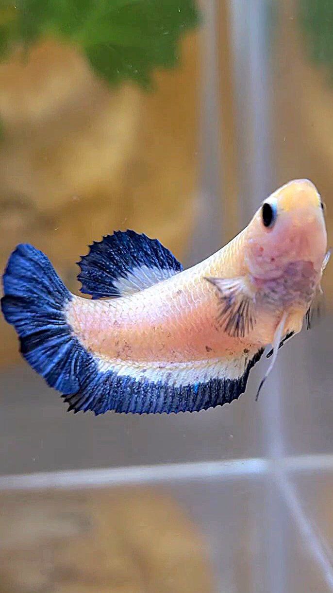 FEMALE PLAKAT BLUE RIM BETTA FISH – Rare Betta Fish Store