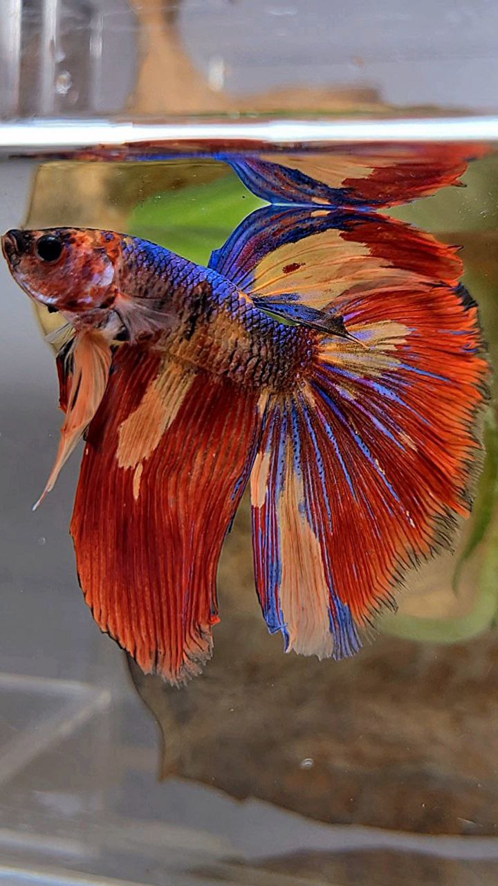 HALFMOON ROSETAIL FIRE MULTICOLOR BETTA FISH – Rare Betta Fish Store