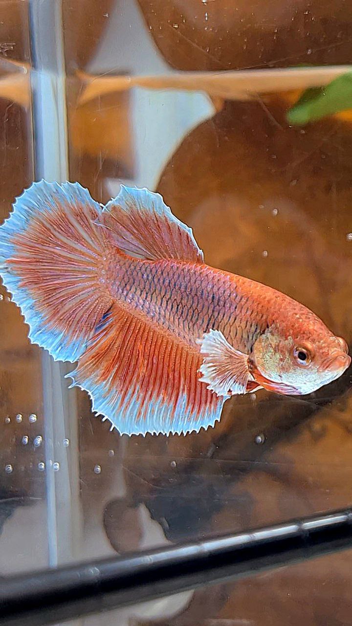XL FEMALE HALFMOON BIG EAR ORANGE PINEAPPLE BETTA FISH – Rare Betta ...