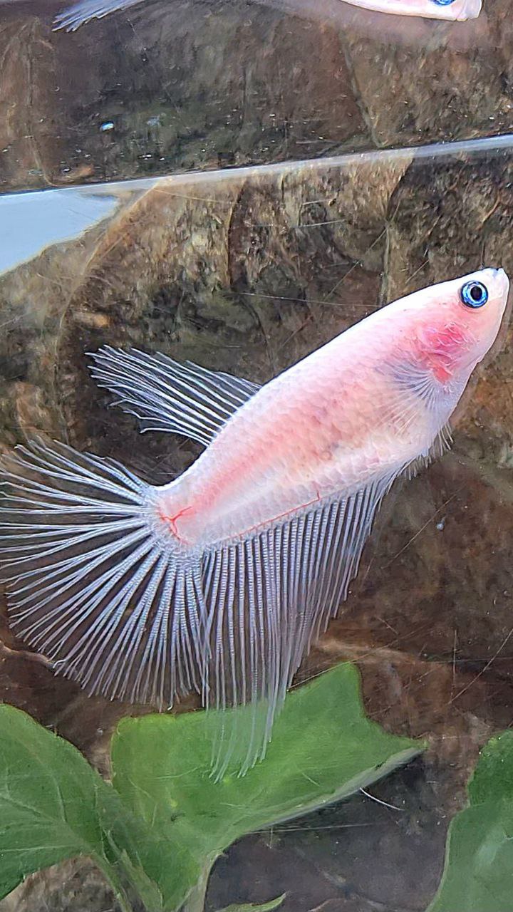 FEMALE HALFMOON CELLOPHANE TRANSPARENT BETTA FISH – Rare Betta Fish Store