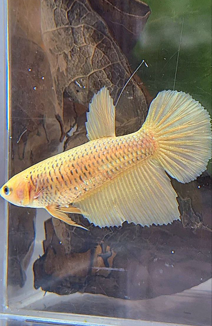 FEMALE HALFMOON SUPER GOLD BETTA FISH – Rare Betta Fish Store