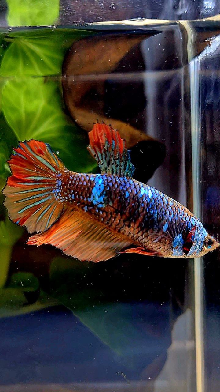 FEMALE HALFMOON BLACK BLUE AVATAR NEMO VARIATION BETTA FISH – Rare ...