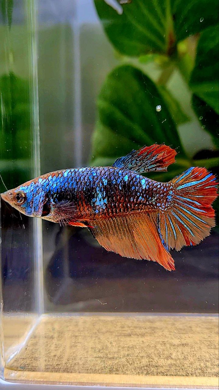 FEMALE HALFMOON BLACK BLUE AVATAR NEMO VARIATION BETTA FISH – Rare ...