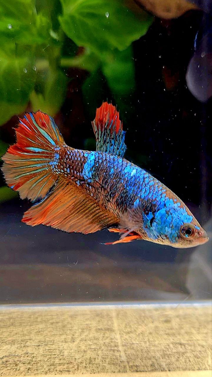 FEMALE HALFMOON BLACK BLUE AVATAR NEMO VARIATION BETTA FISH – Rare ...