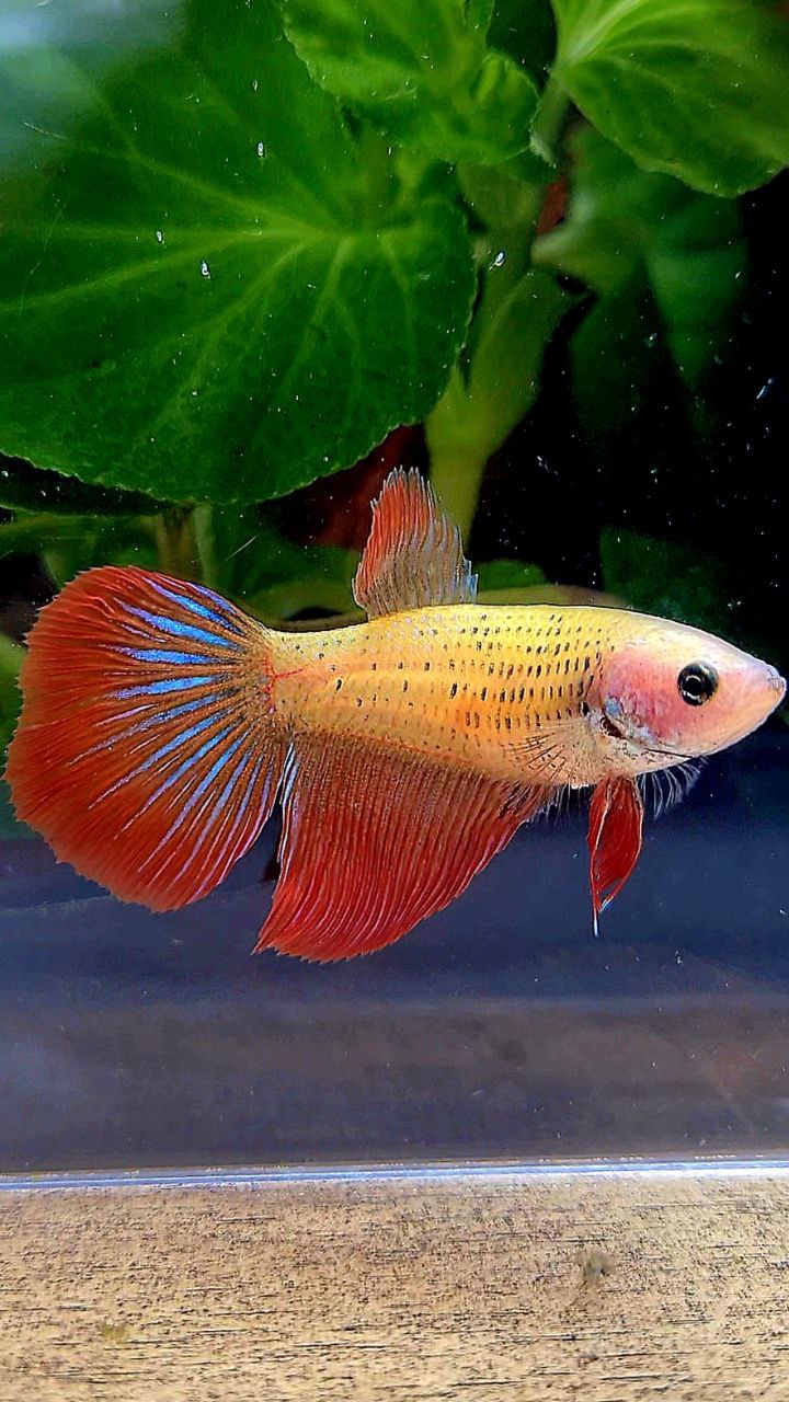 FEMALE DELTA TAIL RED BETTA FISH – Rare Betta Fish Store