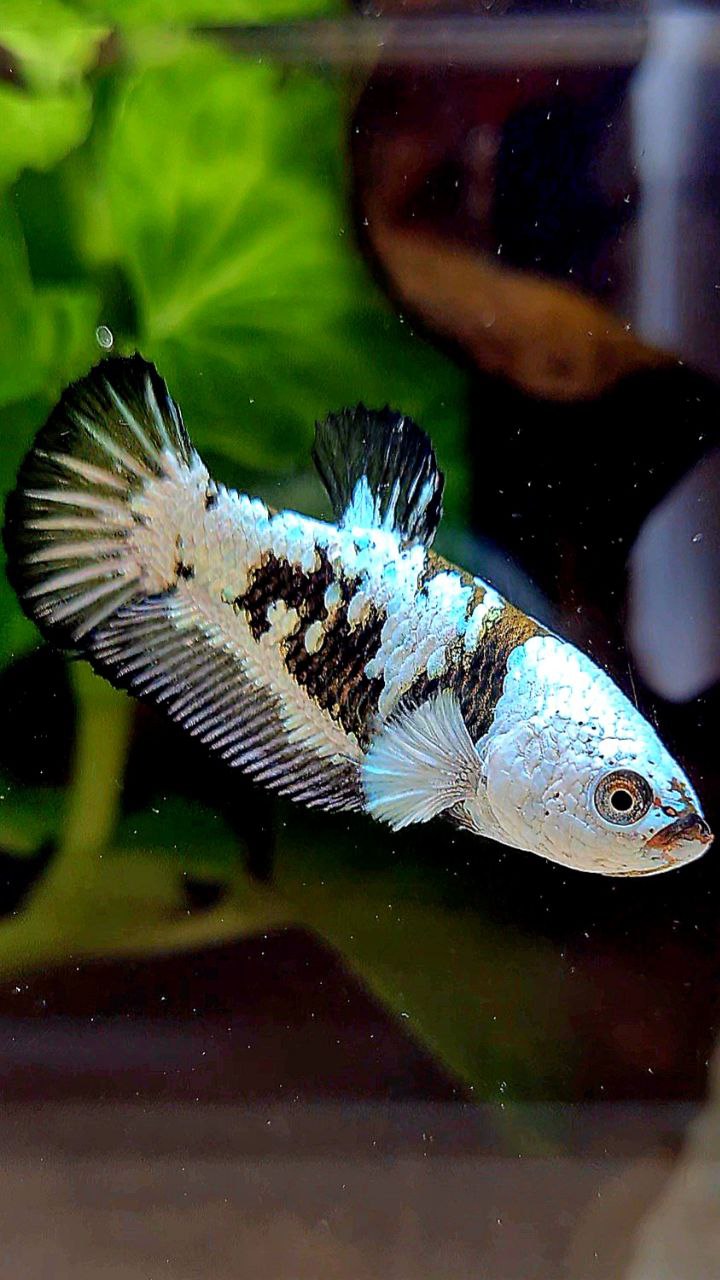 FEMALE PLAKAT BLACK SAMURAI SNOW MAMBA MASKING BETTA FISH – Rare Betta ...