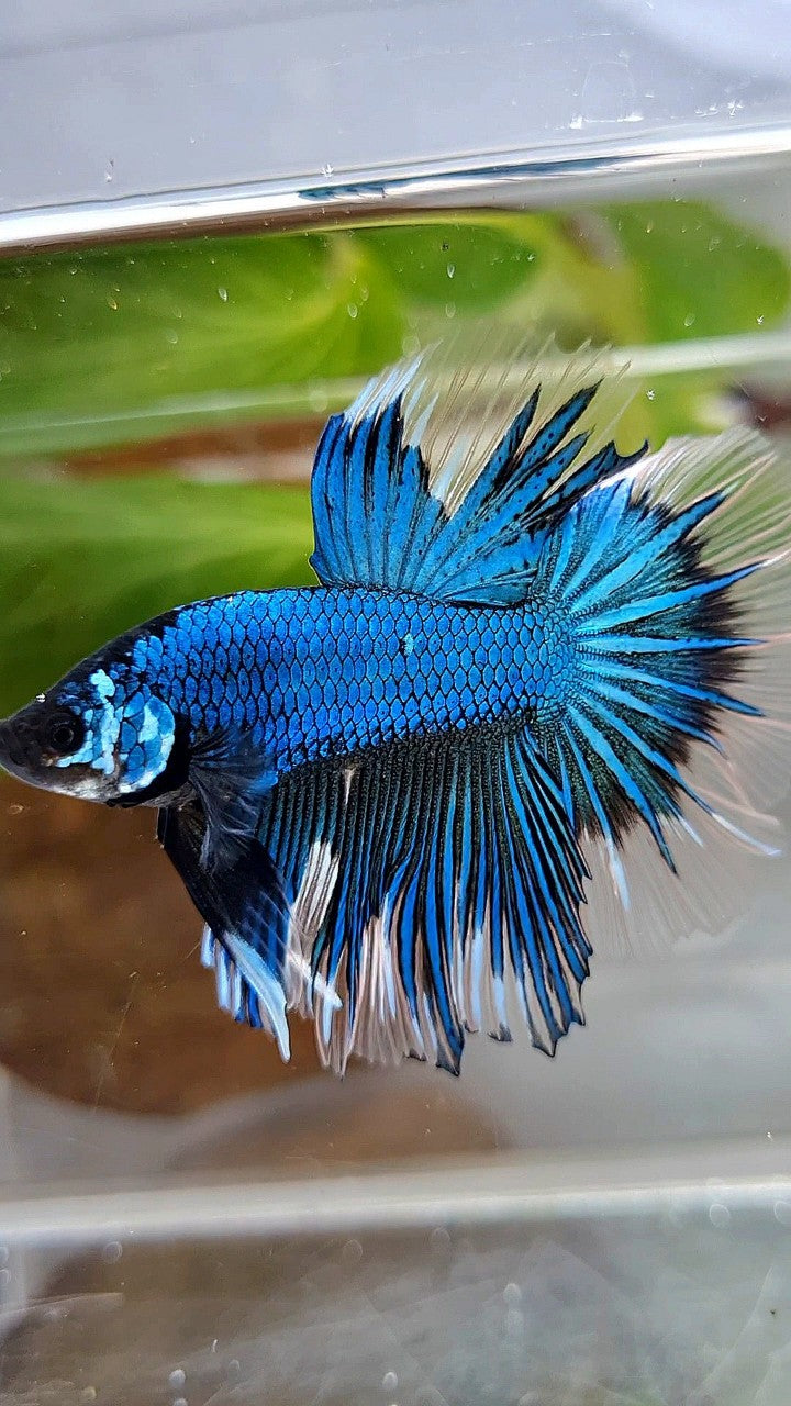 HALFMOON ROSETAIL BLUE GREEN METTALIC BUTTERFLY BETTA FISH – Rare Betta ...