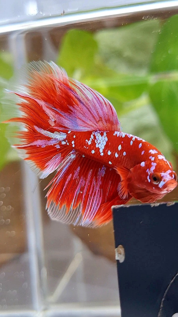 HALFMOON TAIL – Page 3 – Rare Betta Fish Store