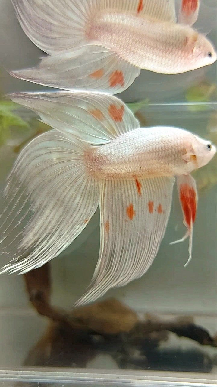 VEILTAIL – Rare Betta Fish Store