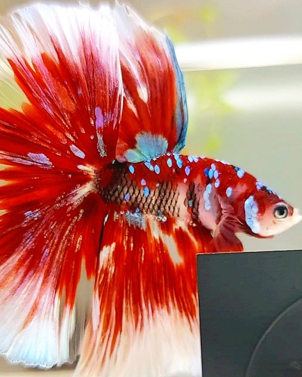 XL HALFMOON OVERTAIL ROSETAIL RED GUARDIAN GALAXY BARONGSAI BETTA FISH ...