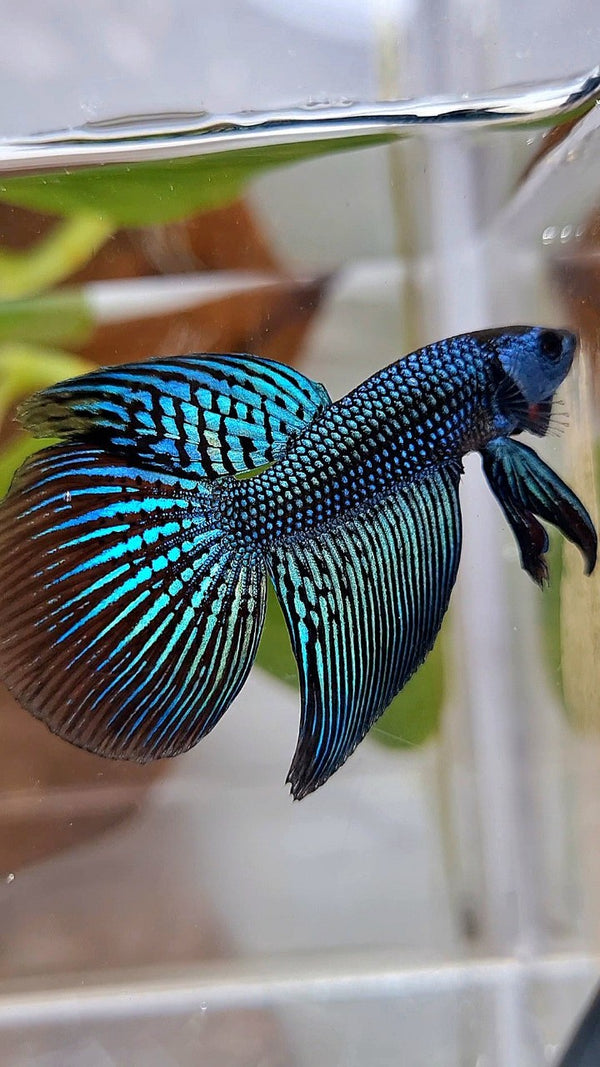 LONGFIN ALIEN GREEN HYBRID WILD BETTA FISH – Rare Betta Fish Store
