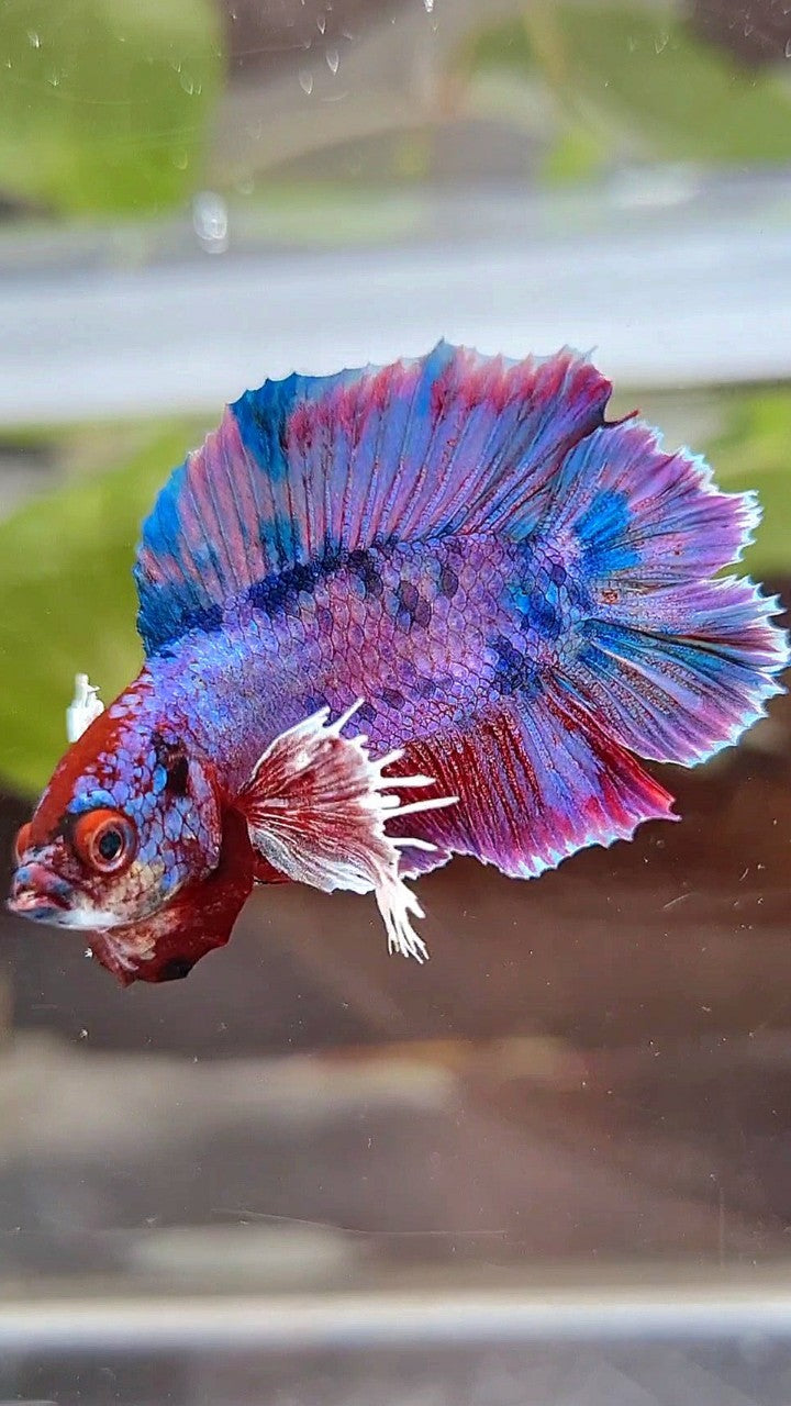 DUMBO EAR – Rare Betta Fish Store