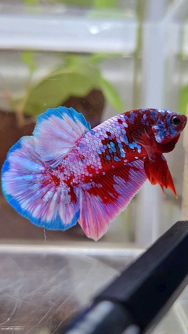 PLAKAT SUPER RPG RED PURPLE GALAXY BETTA FISH – Rare Betta Fish Store