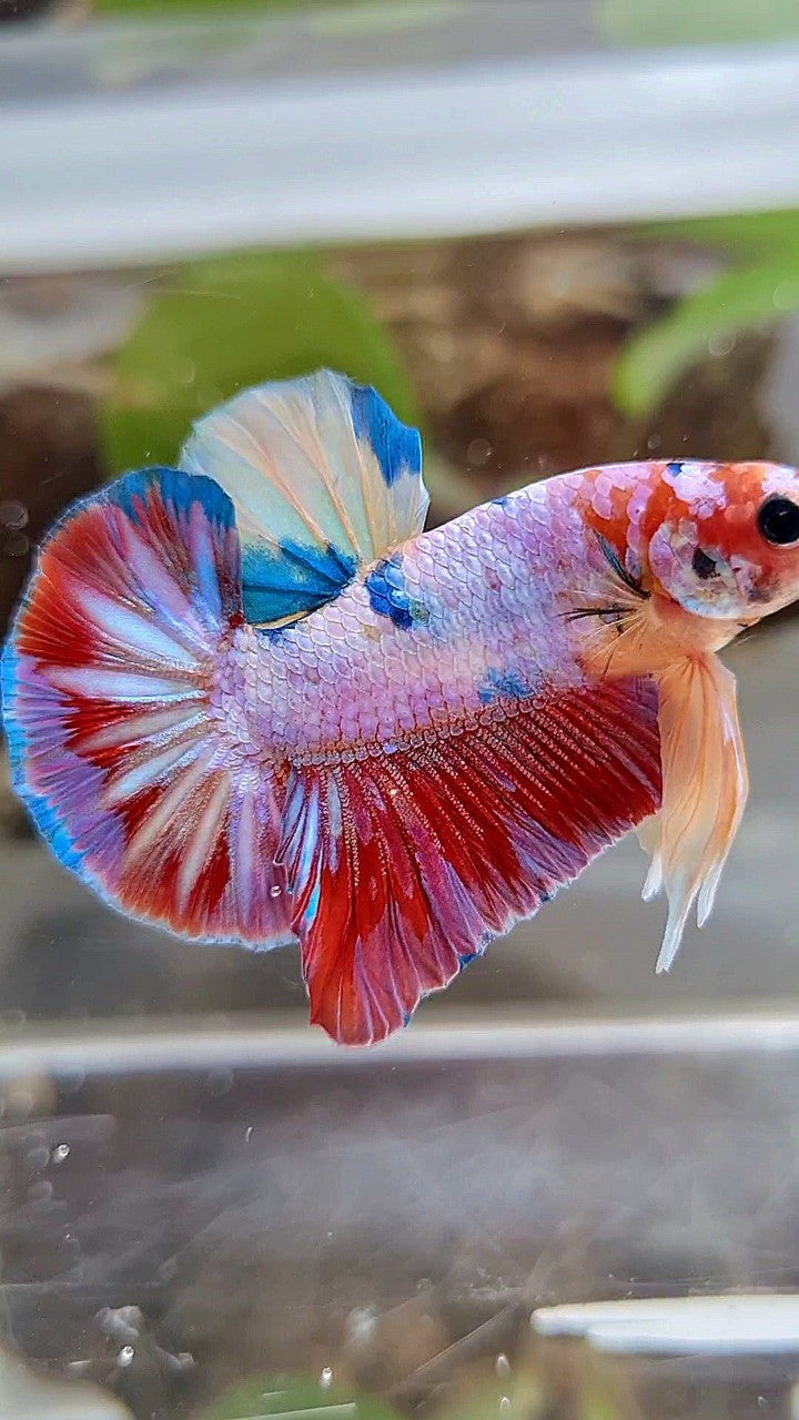 HMPK TAIL – Rare Betta Fish Store