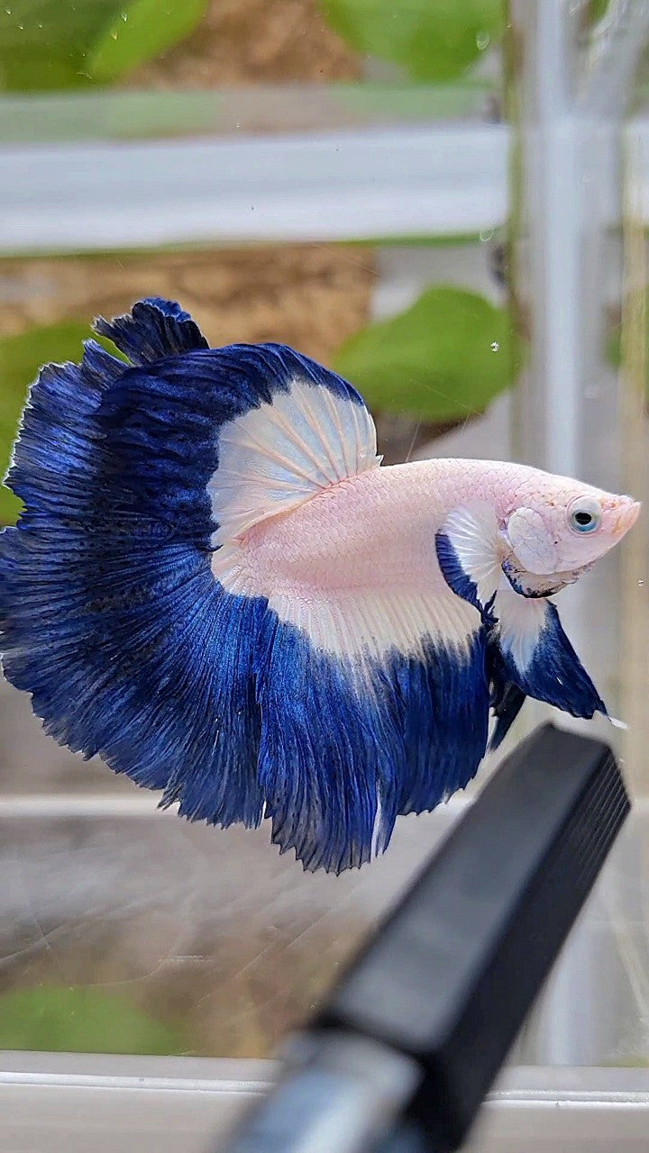 HALFMOON TAIL – Rare Betta Fish Store