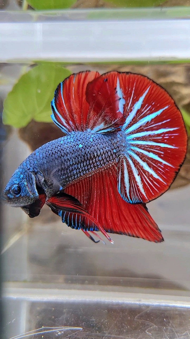 GIANT HMPK OVERTAIL BO 4,5CM+ BLUE GRAY RED BETTA FISH – Rare Betta ...