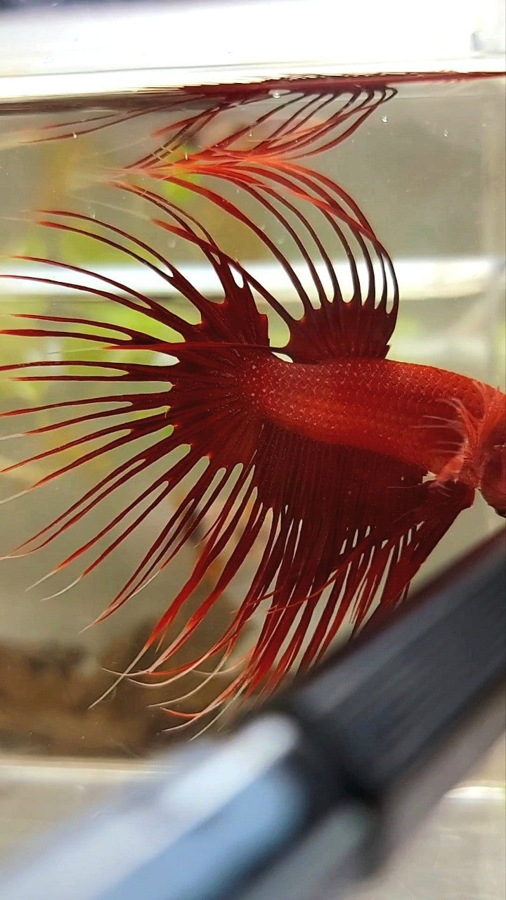 CROWNTAIL SUPER RED BETTA FISH – Rare Betta Fish Store