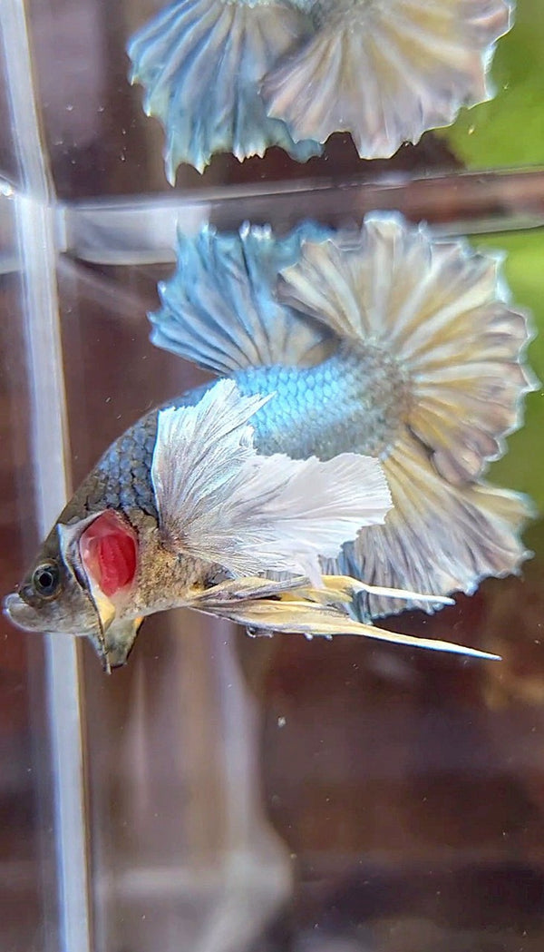 PLAKAT SUPER DUMBO EAR FULL COPPER YELLOW BETTA FISH – Rare Betta Fish ...