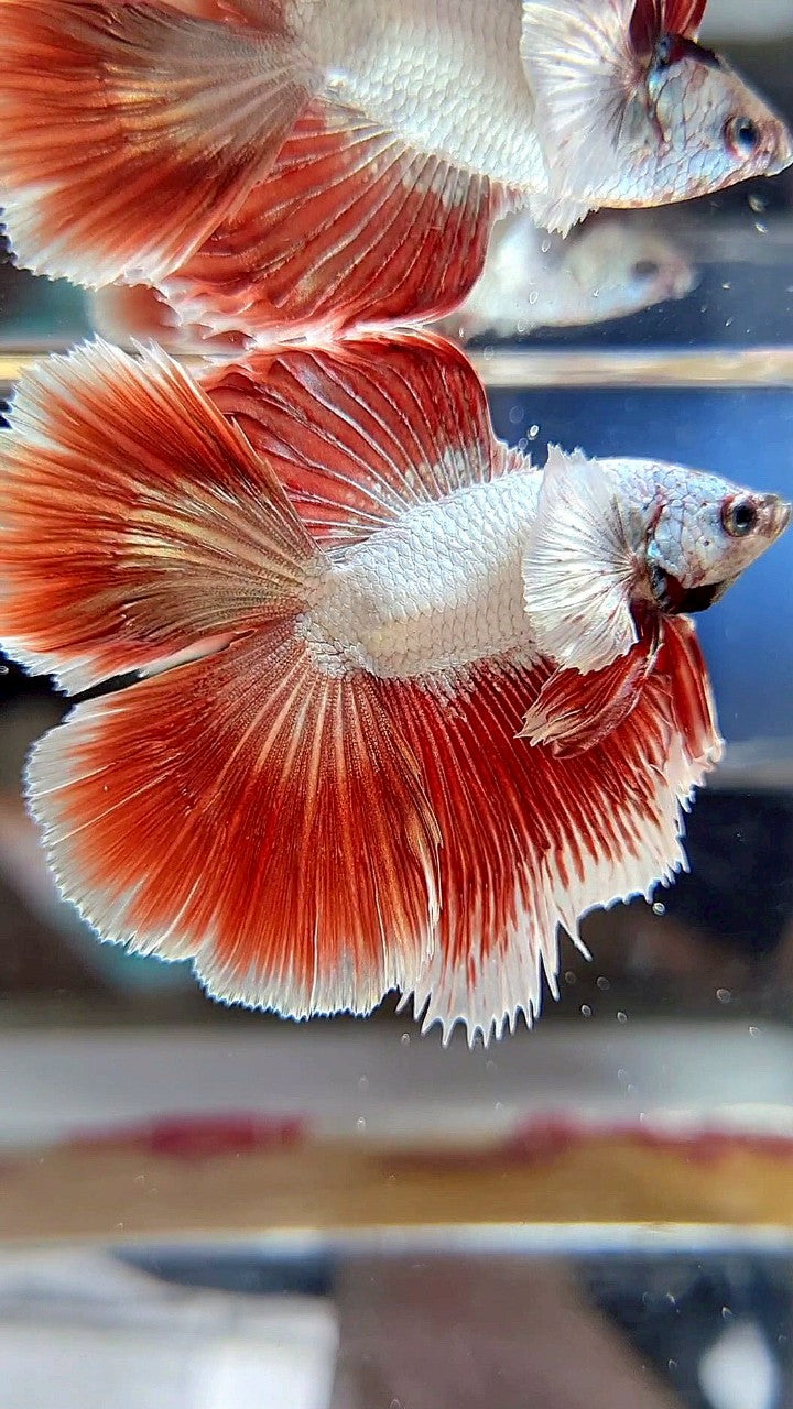 DOUBLE TAIL – Rare Betta Fish Store