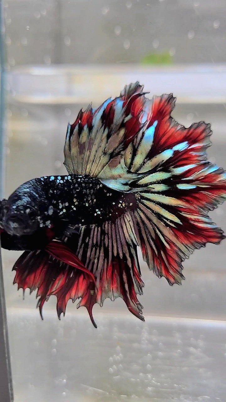 SOLD OUT – Rare Betta Fish Store