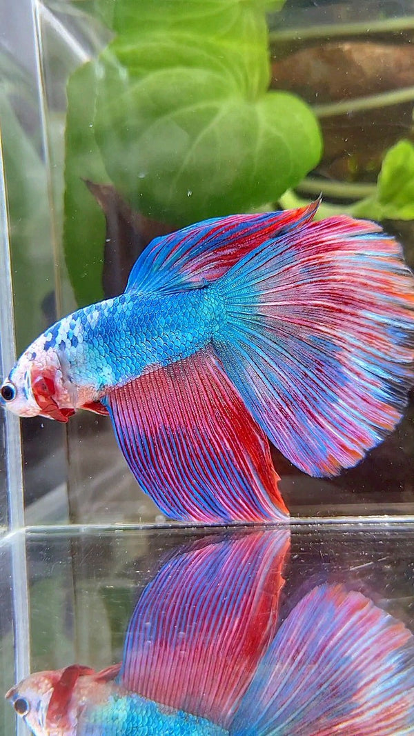 GIANT HALFMOON TOTAL 7,5CM+ BLUE PINK PURPLE FANCY MULTICOLOR BETTA FI ...