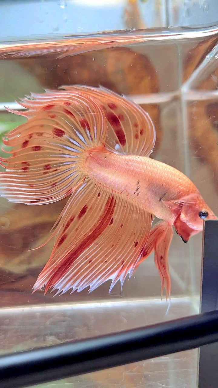 XL VEILTAIL ARMAGEDDON VANDA BETTA FISH – Rare Betta Fish Store