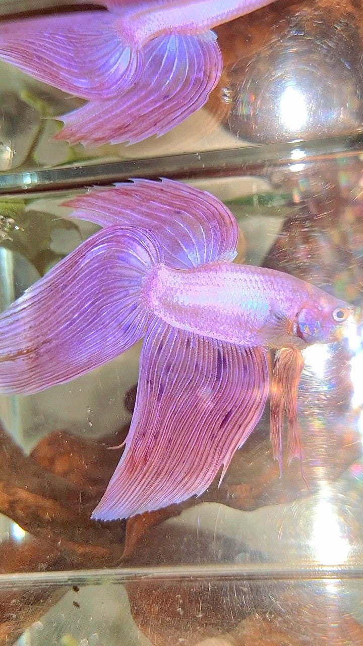 XL VEILTAIL PINK ARMAGEDDON VANDA PREMIUM BETTA FISH – Rare Betta Fish ...