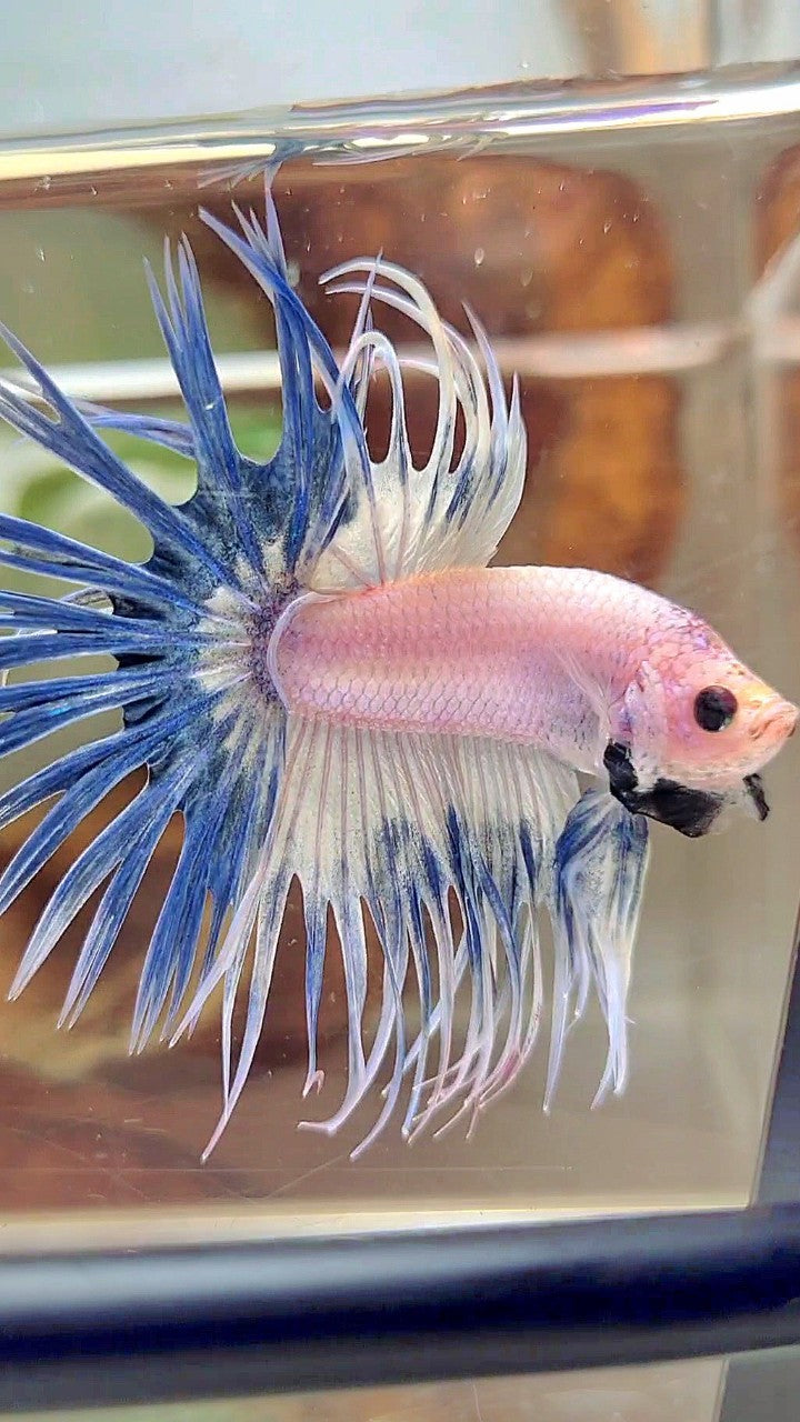 CROWNTAIL BLUE RIM GRIZZLE BETTA FISH – Rare Betta Fish Store