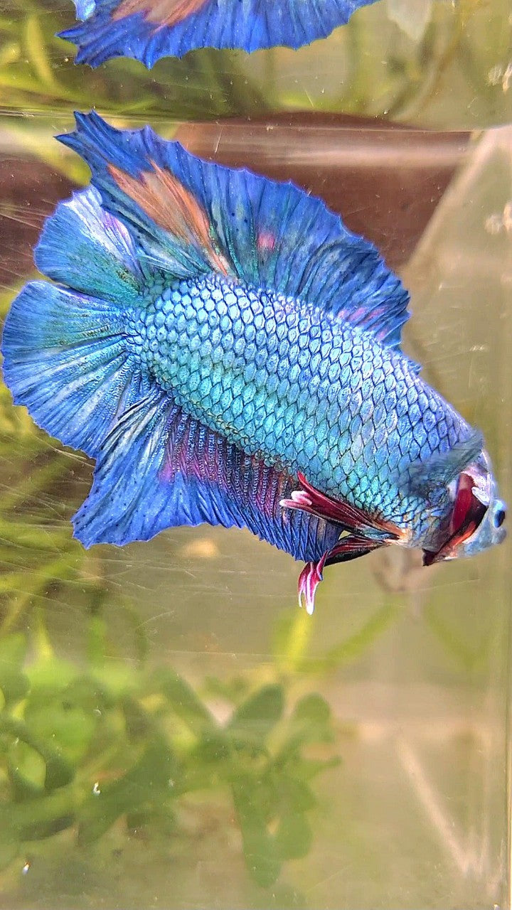 DOUBLE TAIL – Rare Betta Fish Store