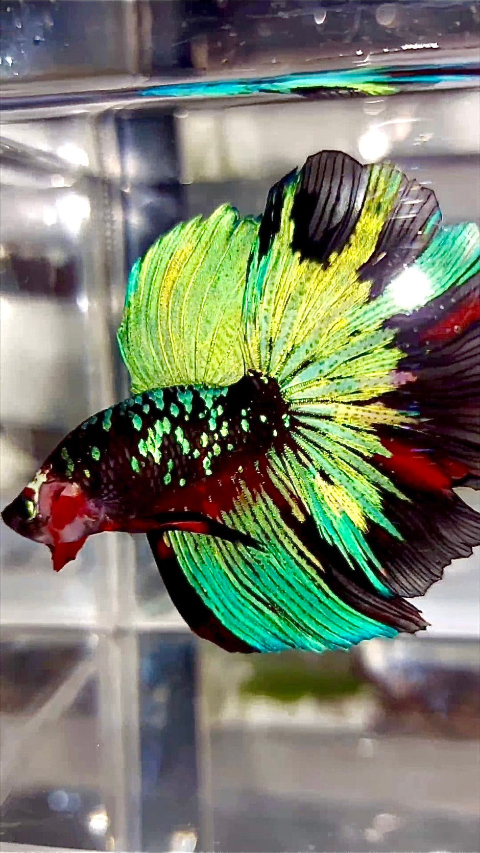 Products – Rare Betta Fish Store