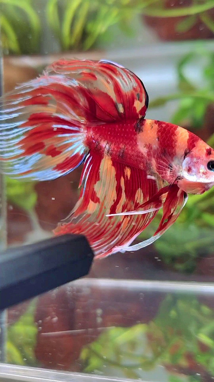 NEW STOCK – Page 2 – Rare Betta Fish Store