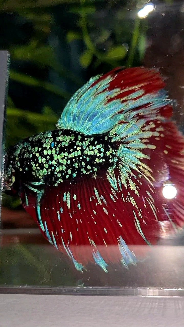 NEW STOCK – Page 2 – Rare Betta Fish Store