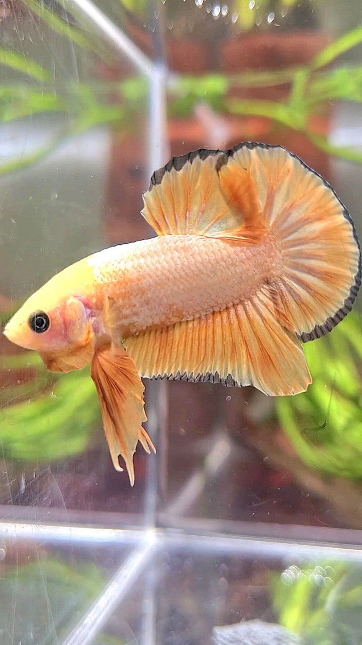 PLAKAT YELLOW FCCP COPPER RIM PATTERN BETTA FISH – Rare Betta Fish Store