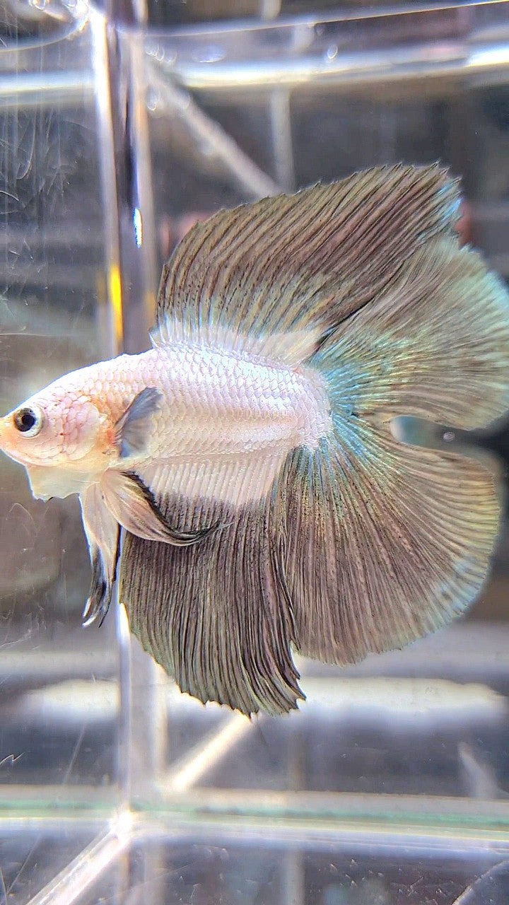 NEW STOCK – Rare Betta Fish Store